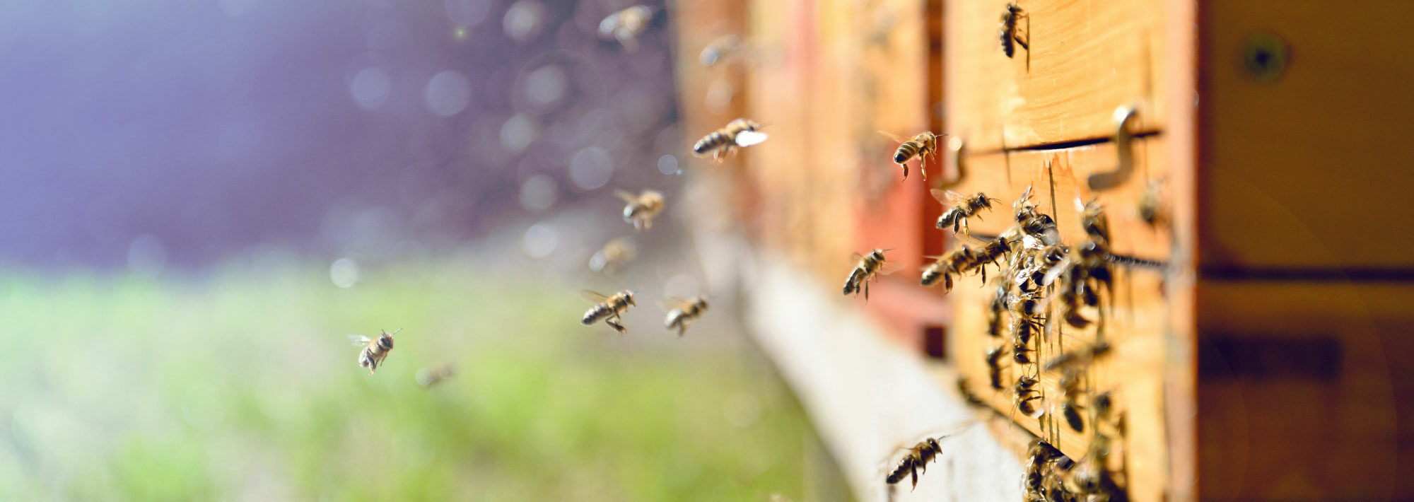 Birds And The Bees range of environment-friendly egg